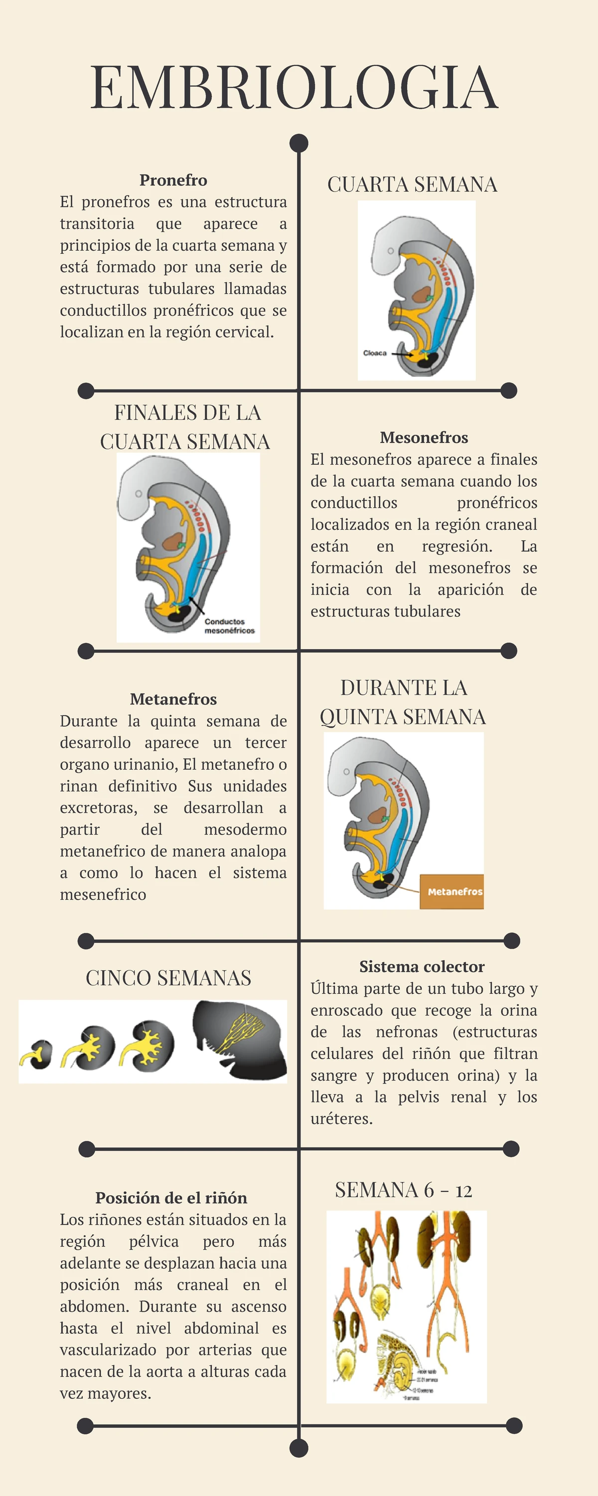 Cálices y uréteres - Uréteres y cálices menores y mayores Raymundo ...