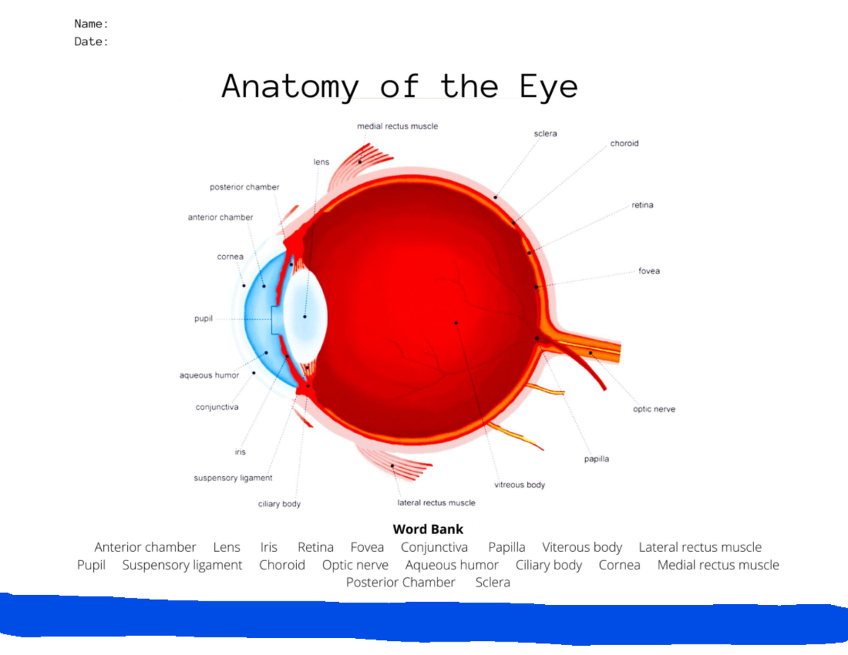 Anatomy of the Eye - eyes lebels - Name : Date : Anatomy of the Eye ...