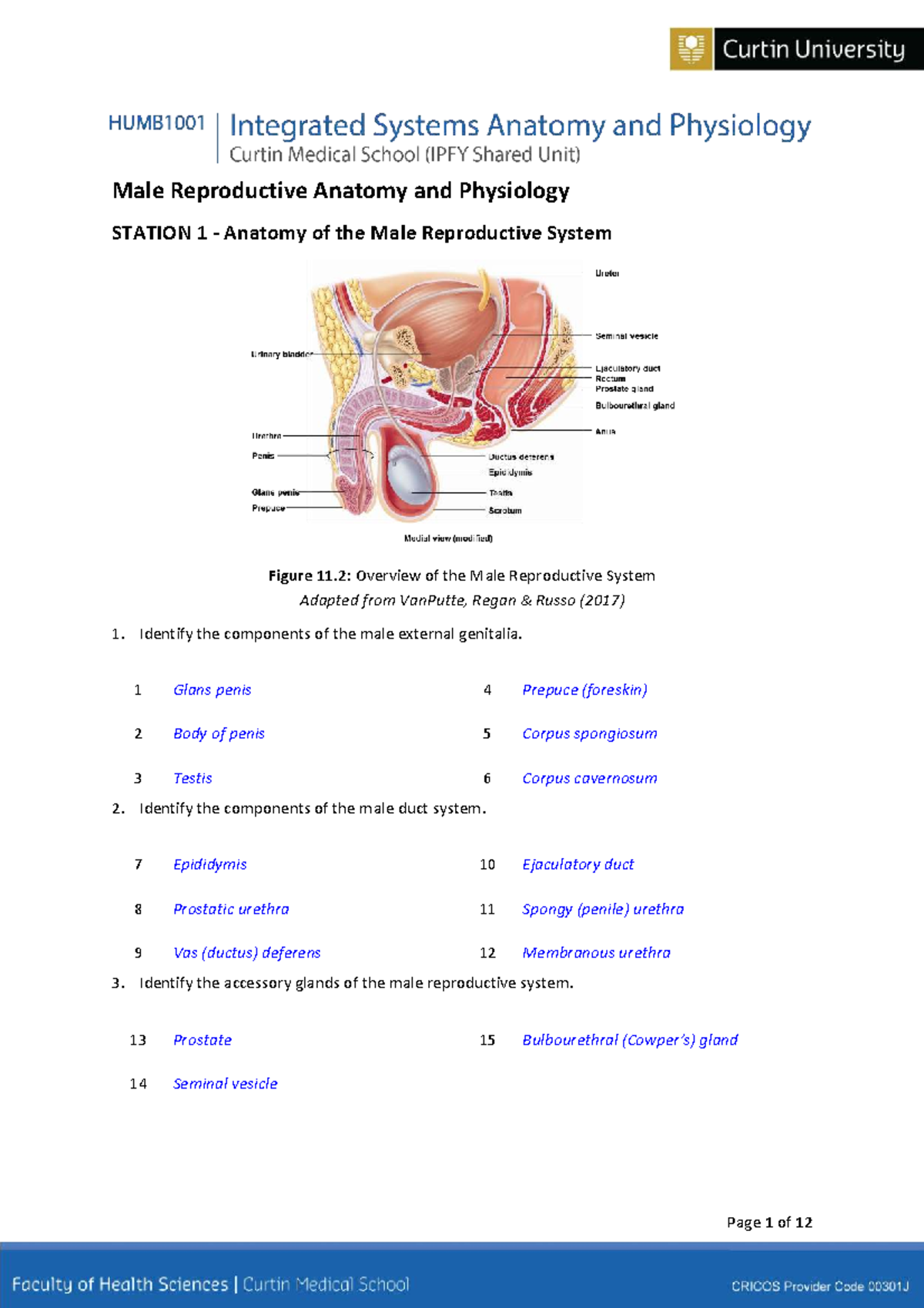 Male Reproductive Anatomy and Physiology Answers - Male Reproductive ...