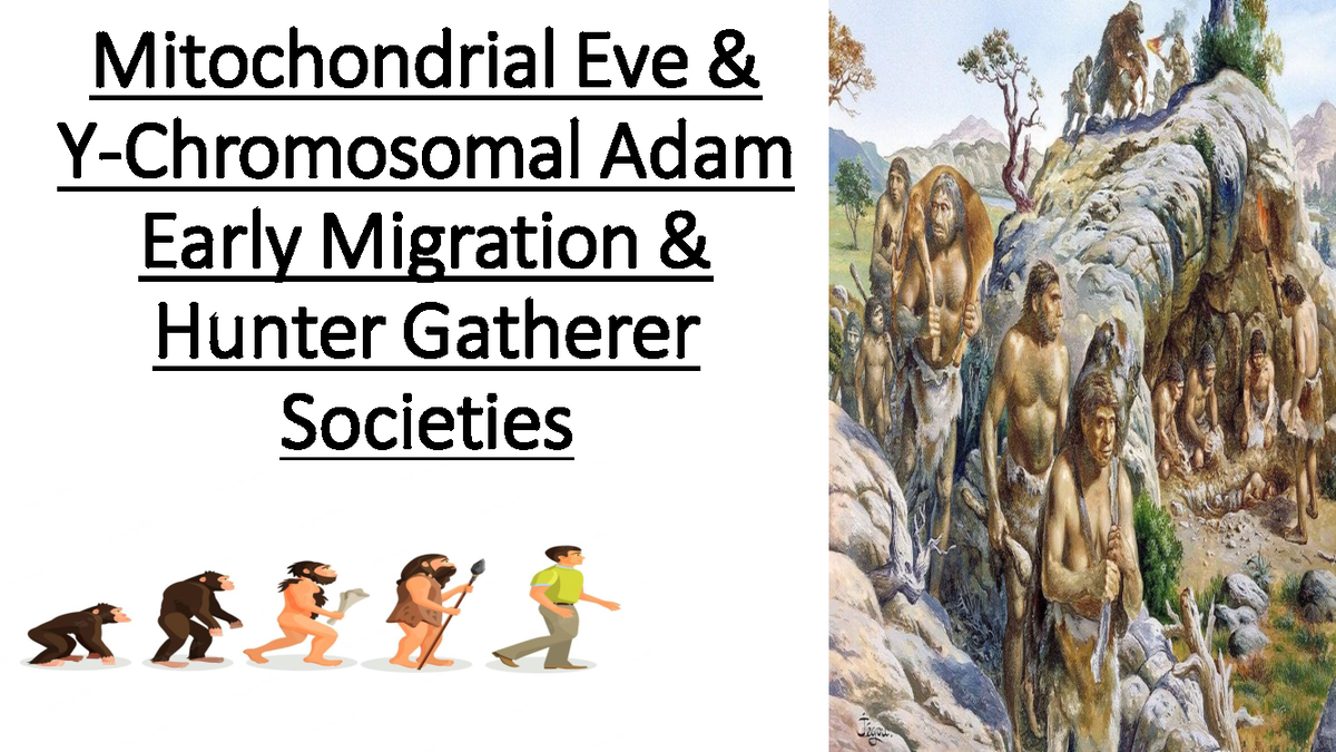 Mitochondrial Eve & Y-Chromosomal Adam: Human Evolution Overview - Studocu