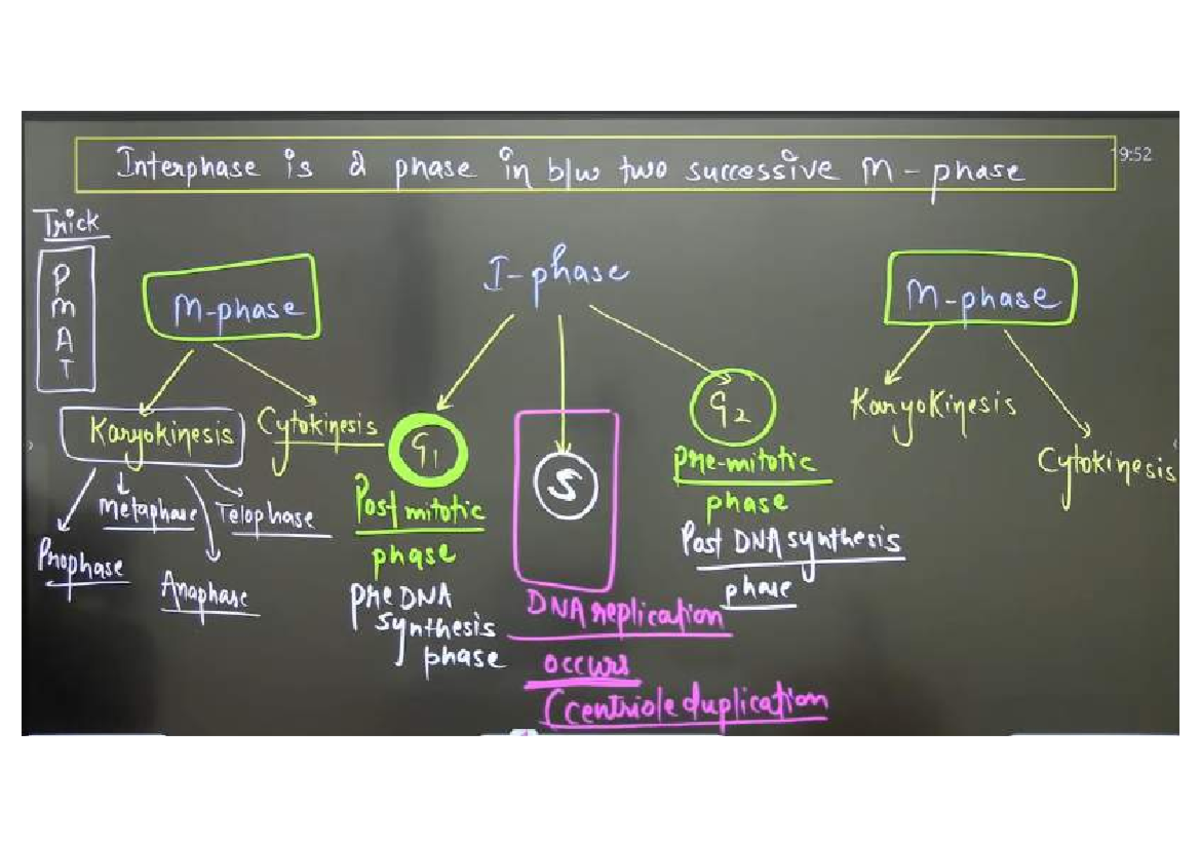 CELL 101: Interphase and Mitosis Overview Notes - Studocu
