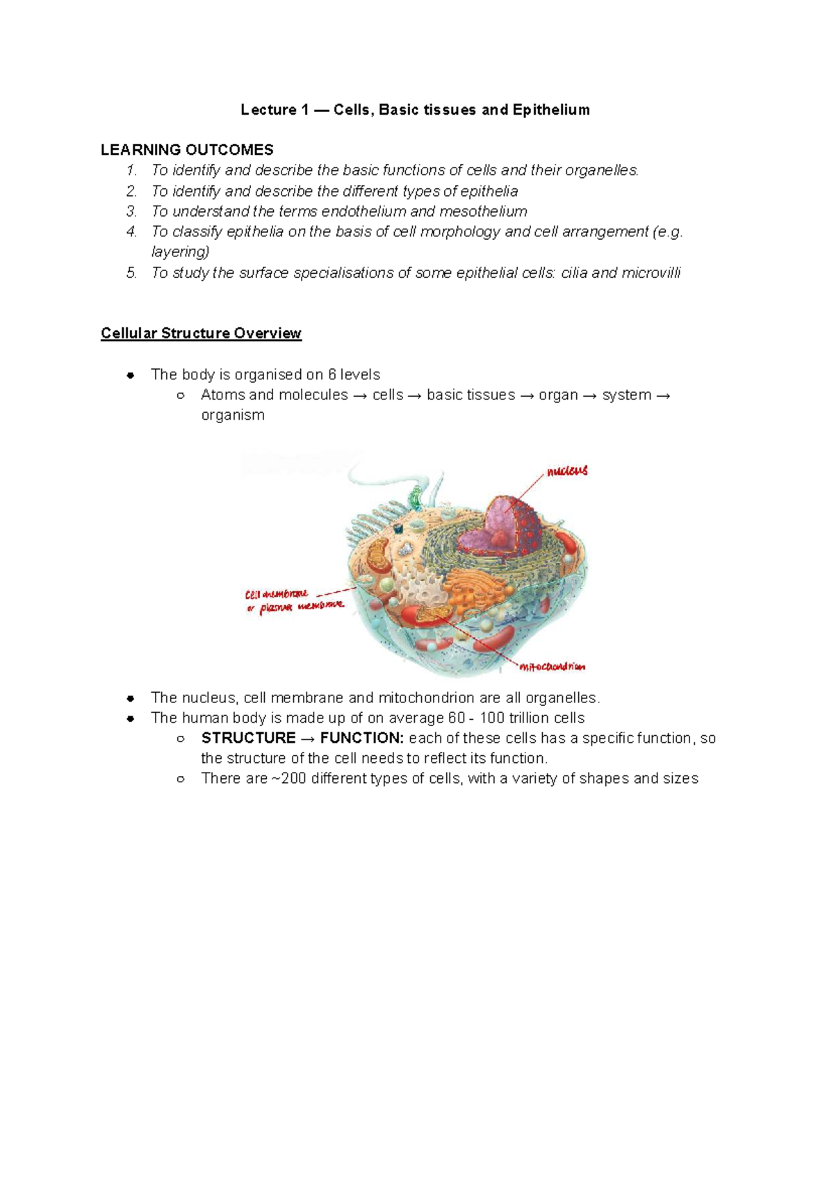 Histology Notes: Lecture 1 on Cells, Tissues & Epithelium - Studocu