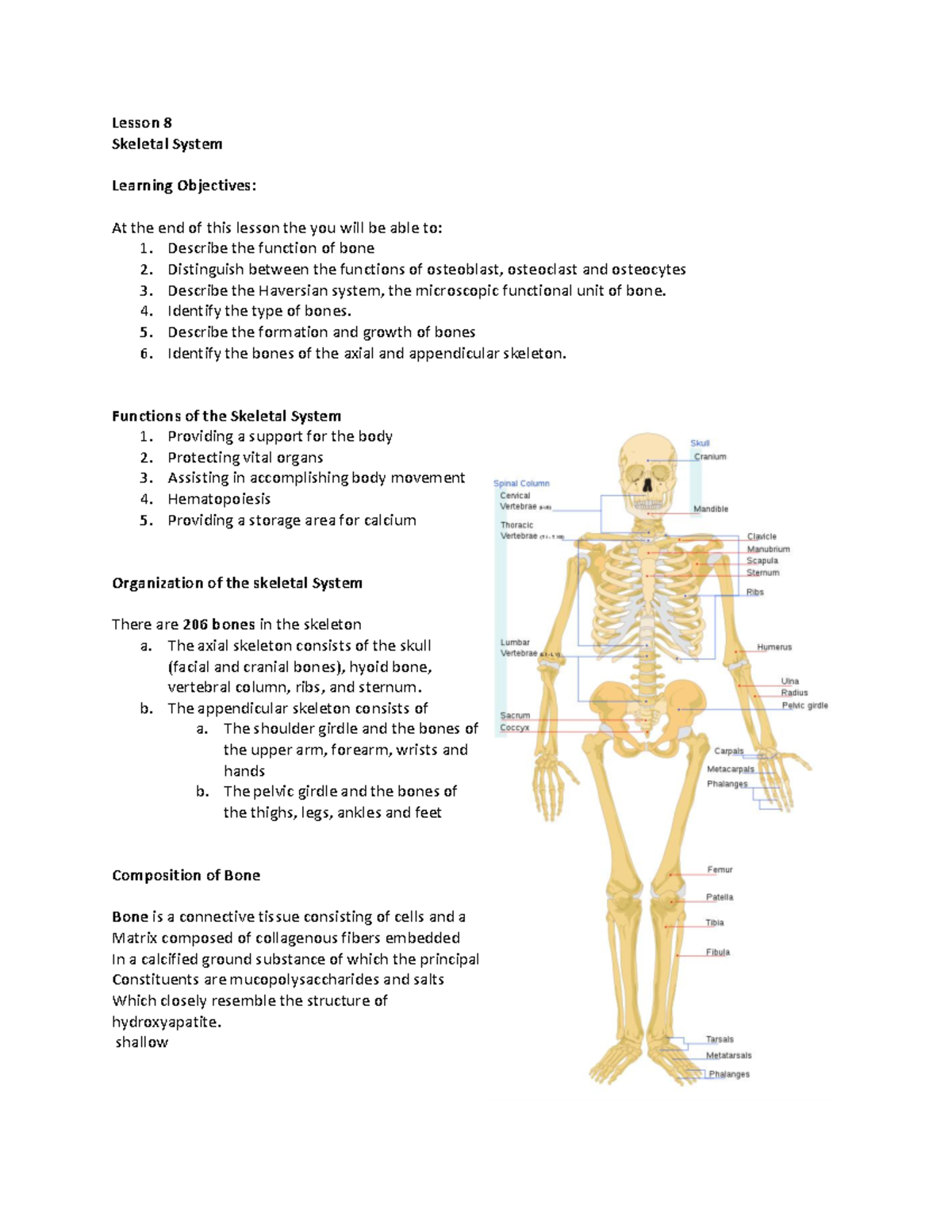 Bio Anatomy - Skeletal System Module - Lesson 8 Skeletal System ...