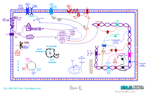 Translation- Protein Synthesis atf - Cell biology - I CODE tRNA ...