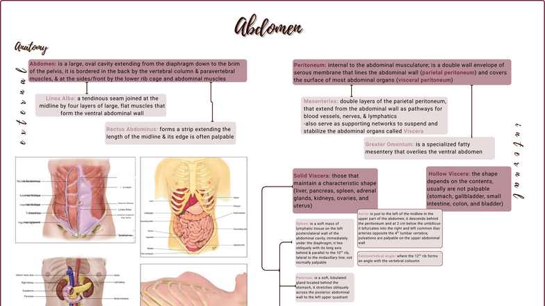 3160 Exam 4 Anatomy: Understanding the Abdominal Wall and Viscera - Studocu
