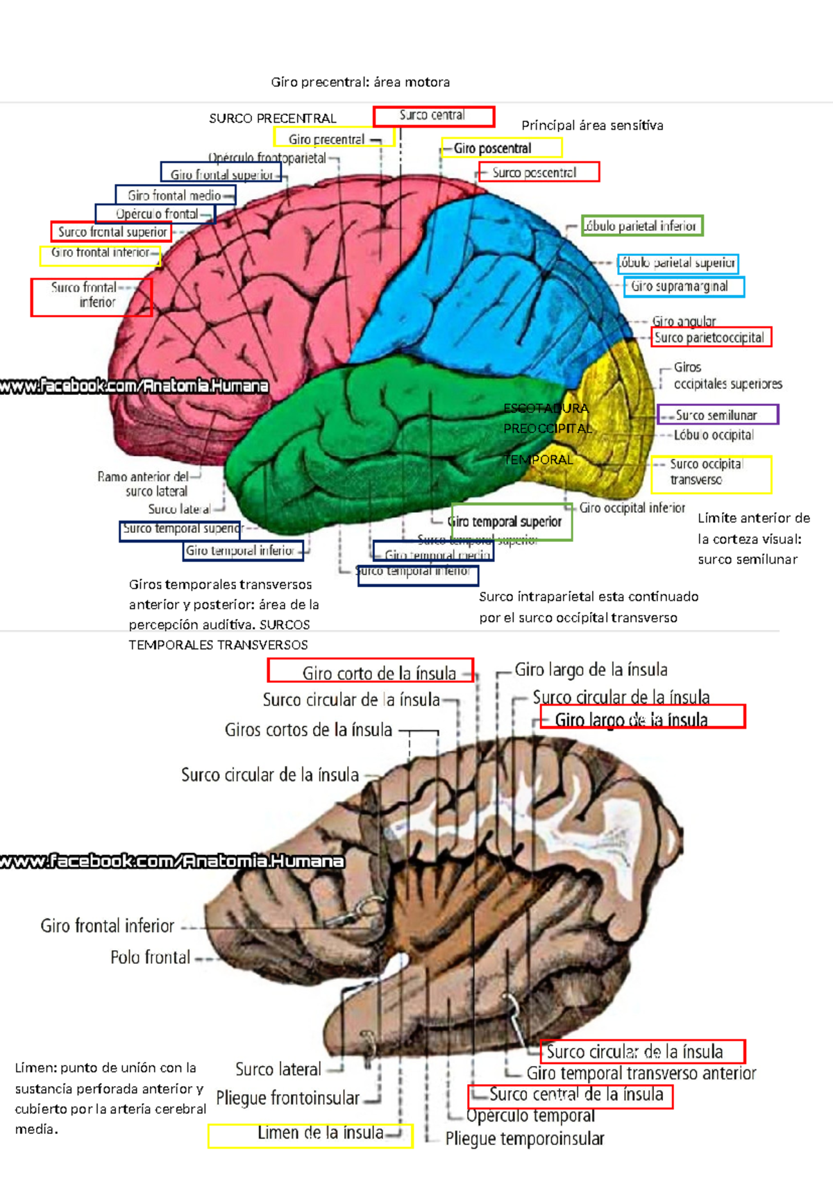 Telencefalo: Anatomía y Funciones del Giro Precentral y Áreas ...