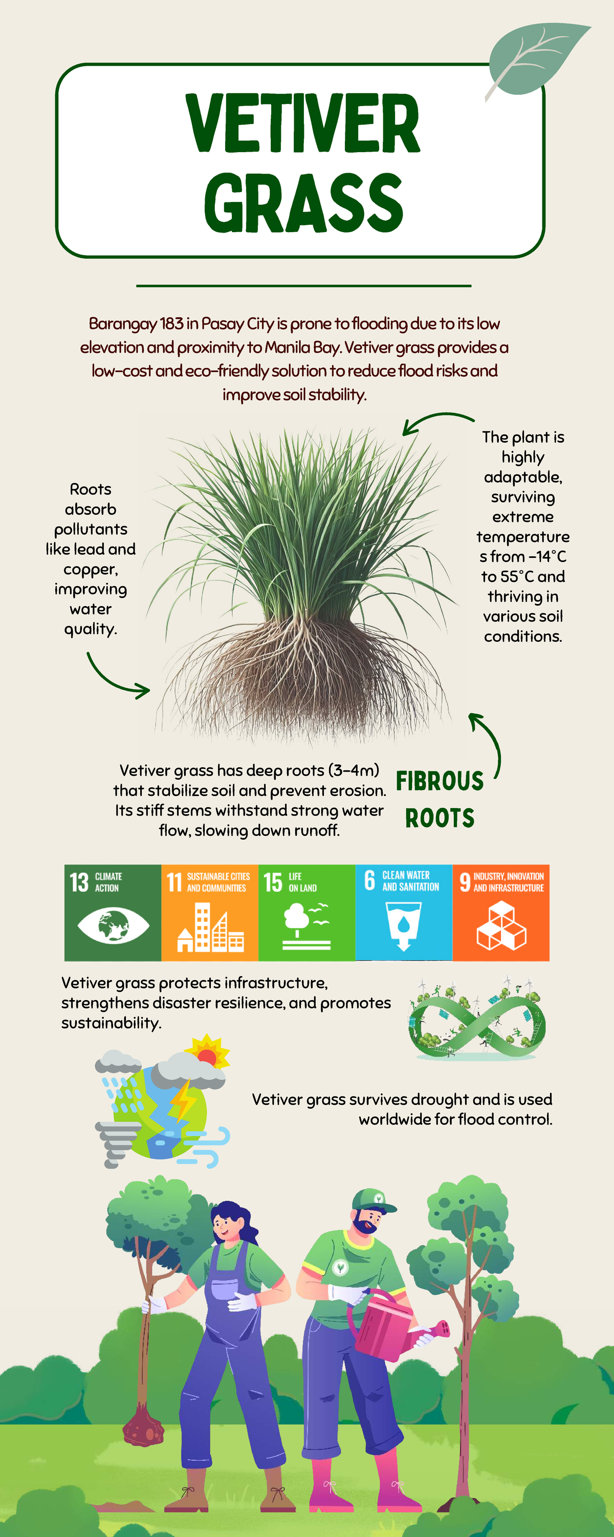 Infographic: Vetiver Grass for Flood Control & Soil Stability - Studocu
