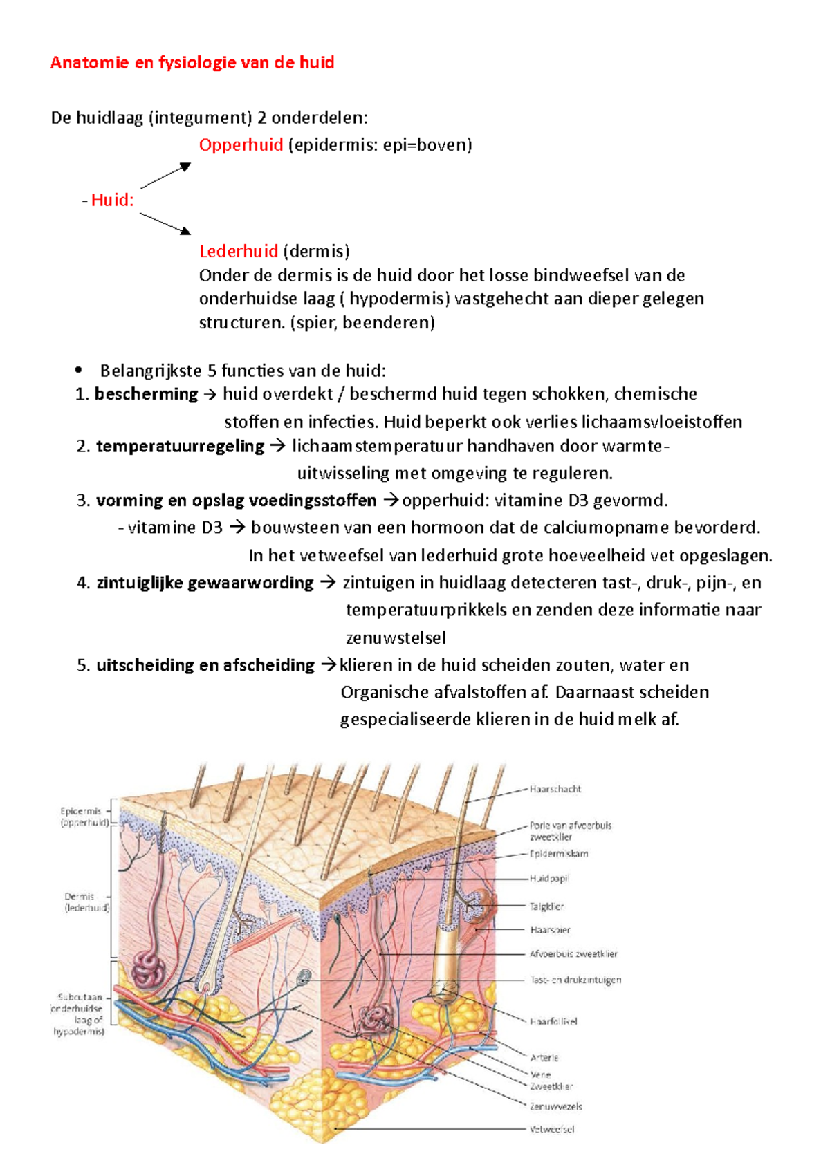 Anatomie en Fysiologie van de Huid: Belangrijke Functies en Structuren ...