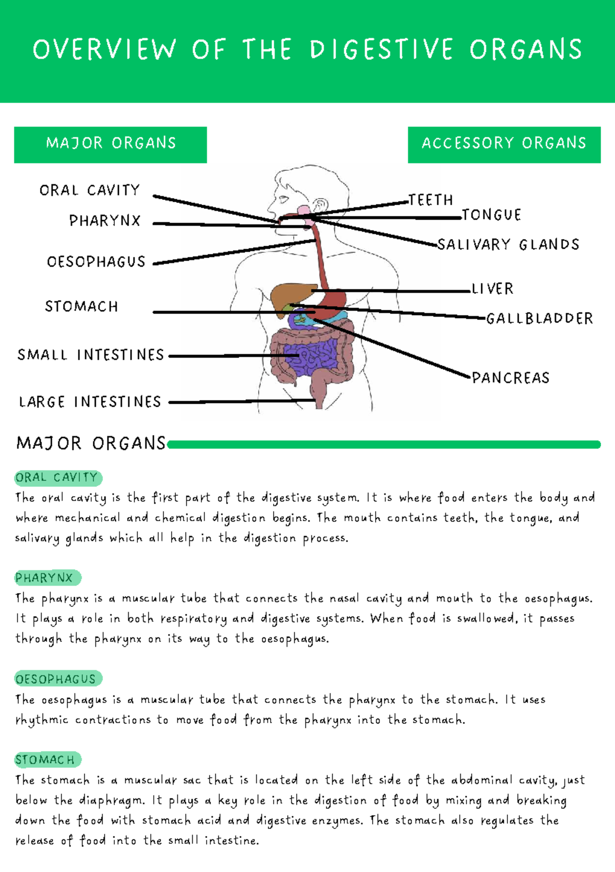 Anatomy Notes: Overview of Digestive Organs and Functions (BIO101 ...
