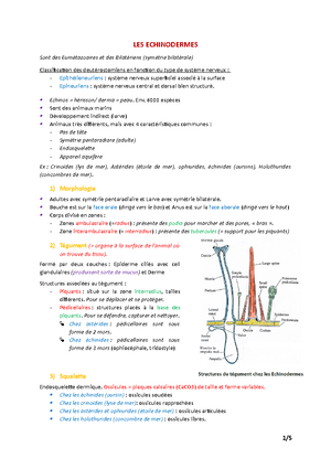 TP3 Dissection: Moule - Etude d’un Lamellibranche : La moule : Mytilus ...