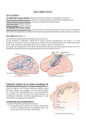 Anatomía del Sistema Parasimpático 42 CyD - Pamela Senn - Studocu