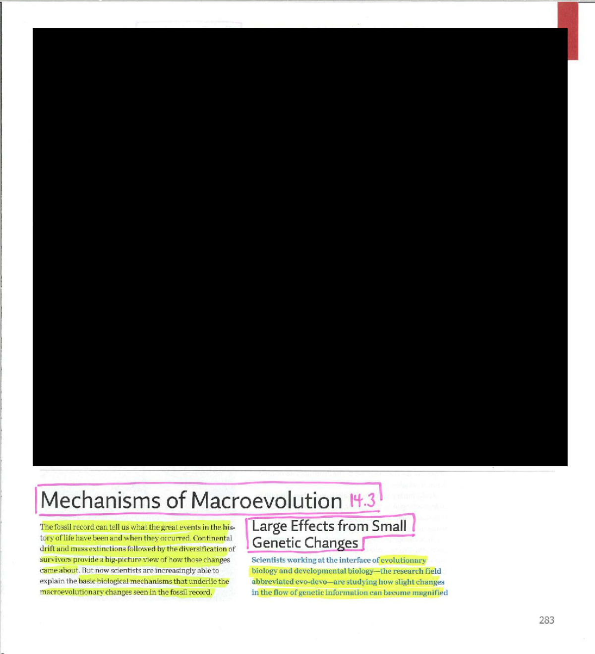 Mechanisms of Macroevolution: Insights from Fossil Records and Genetics - Studocu