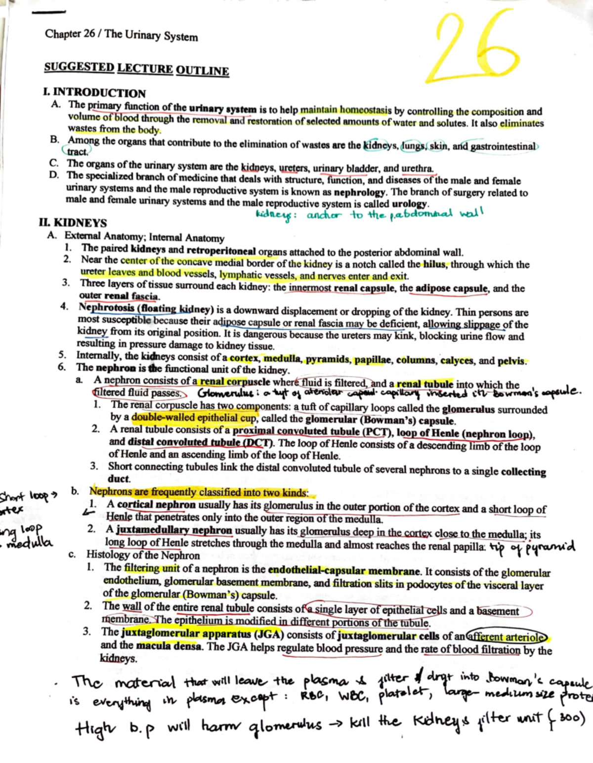 Chapter 26 - URINARY SYSTEM BIOL 2402 Professor Adams - r i Chapter 26 ...