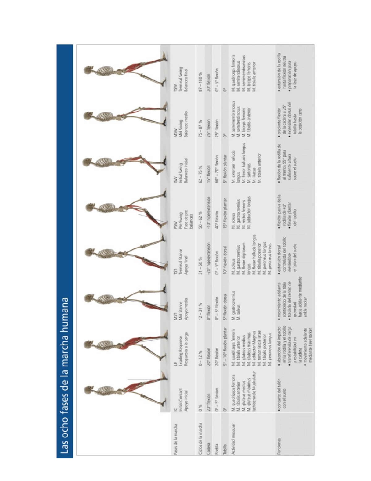 Fases de la marcha humana - MARCHA NORMAL La marcha es el proceso por ...