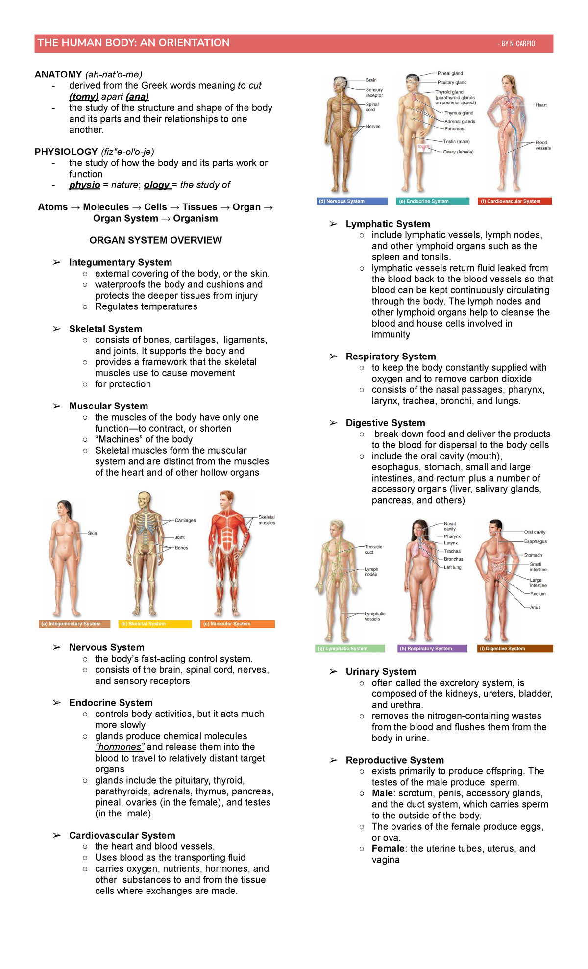 BIO 101 Final Exam Study Guide: Introduction to Human Anatomy - Studocu