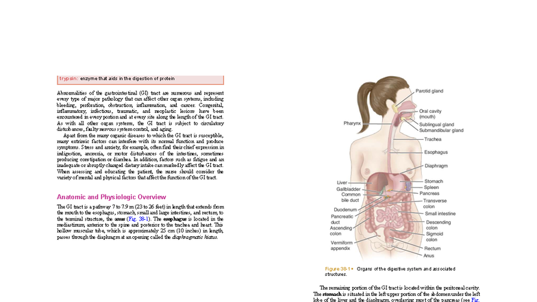 Overview of the GI System: Anatomy, Function, and Disorders (NURS 3305 ...
