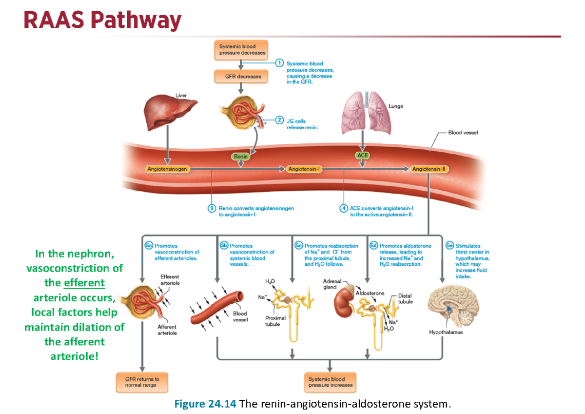 NATS3054 Lecture 03: RAAS Pathway & GFR Regulation in Nephron - Studocu