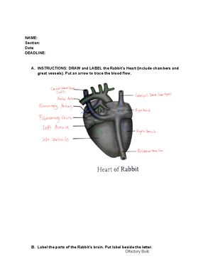 Endocrine Physiology Laboratory Activity Guide Questions - Arnecilla ...
