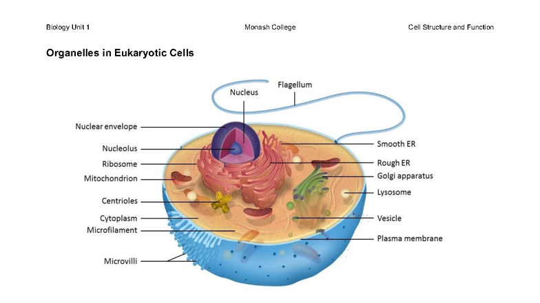Biology Unit 1: Cell Structure and Function Overview - Monash College ...