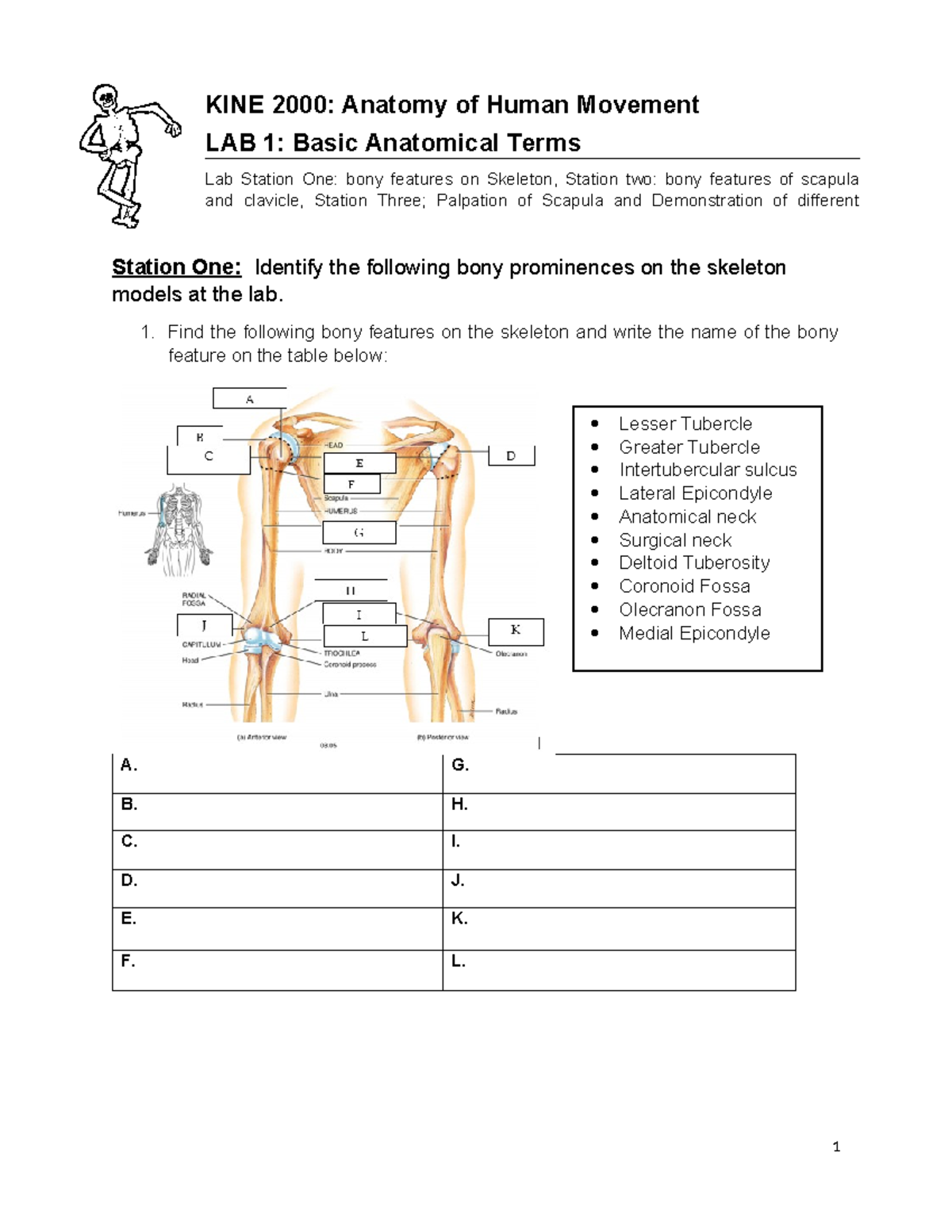 KINE 101 Lab 1: Basic Anatomical Terms & Bony Features - Studocu