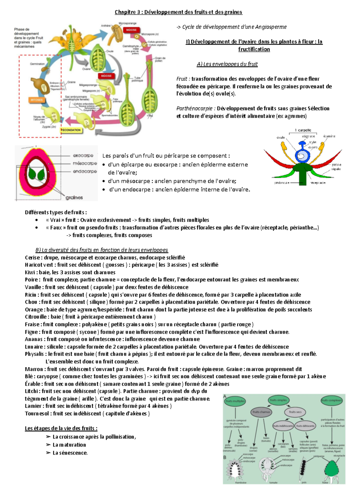 Chapitre 3 fruits et graines - Chapitre 3 : Développement des fruits et ...