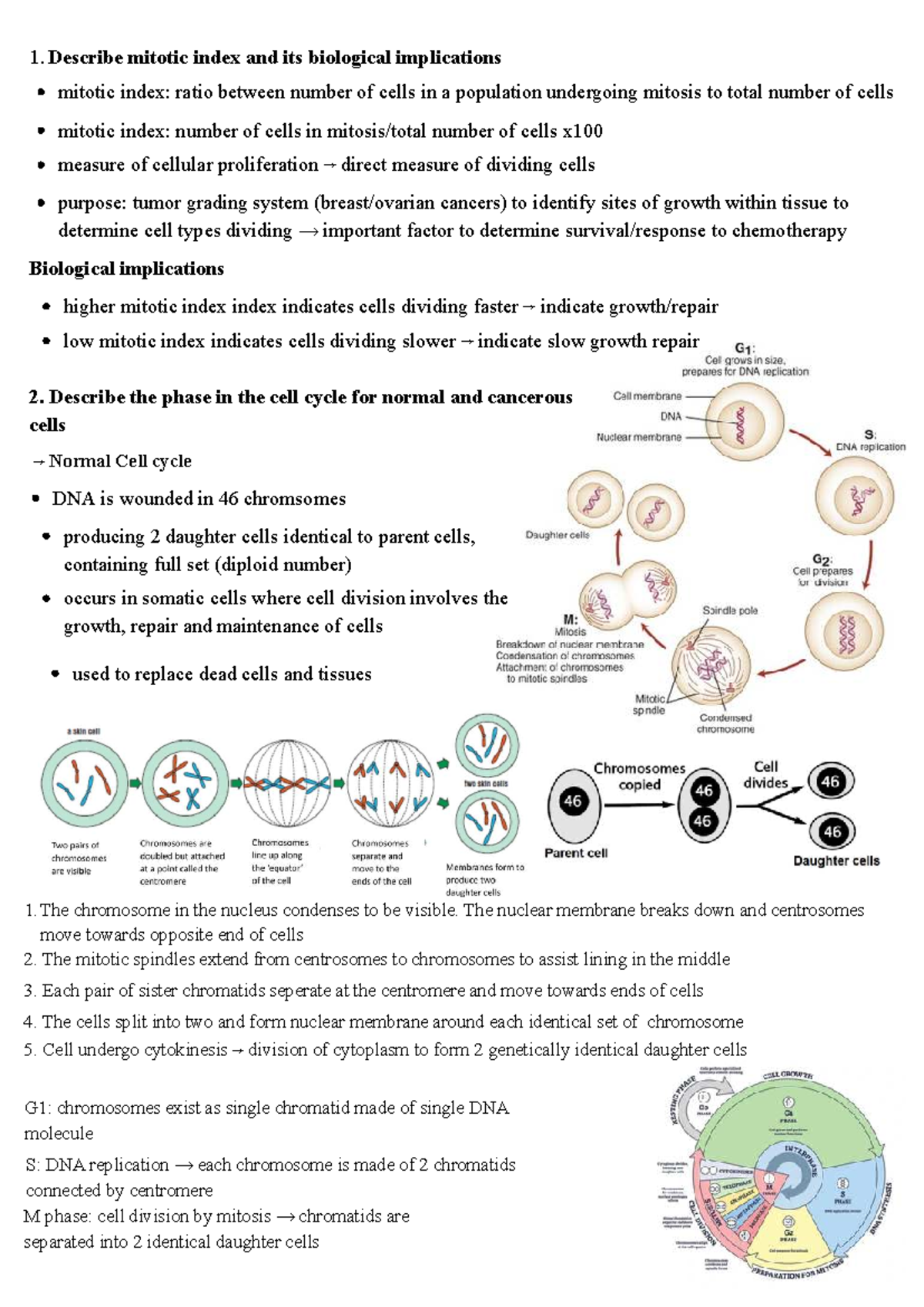 Year 12 Biology Cheat Sheet: Mitotic Index & Cell Cycle Phases - Studocu