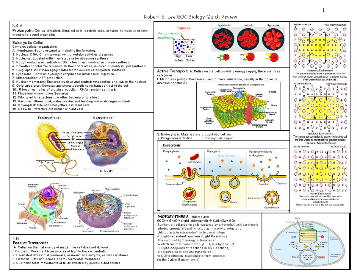 Robert E. Lee EOC Biology Quick Review: Prokaryotic & Eukaryotic Cells ...