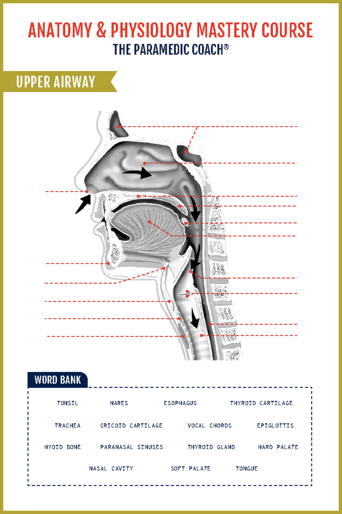 Anatomy & Physiology Mastery Course: Upper and Lower Airway Insights ...