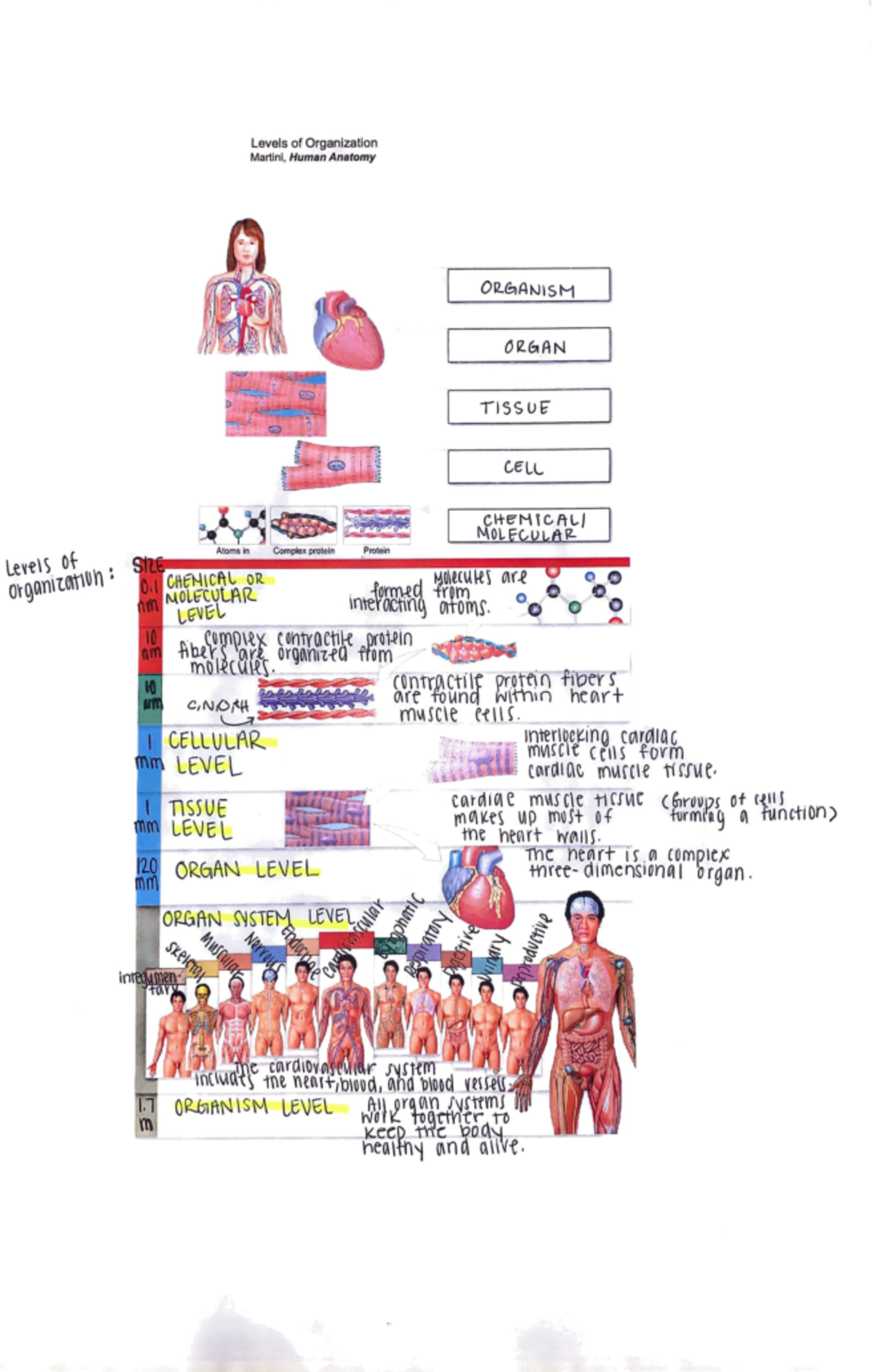 Chapter 1 diagrams - Anatomy - Levels of Organization Martini, Human ...