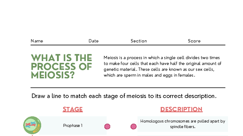 BIO101 Meiosis Process Worksheet: Illustrated Stages & Descriptions ...
