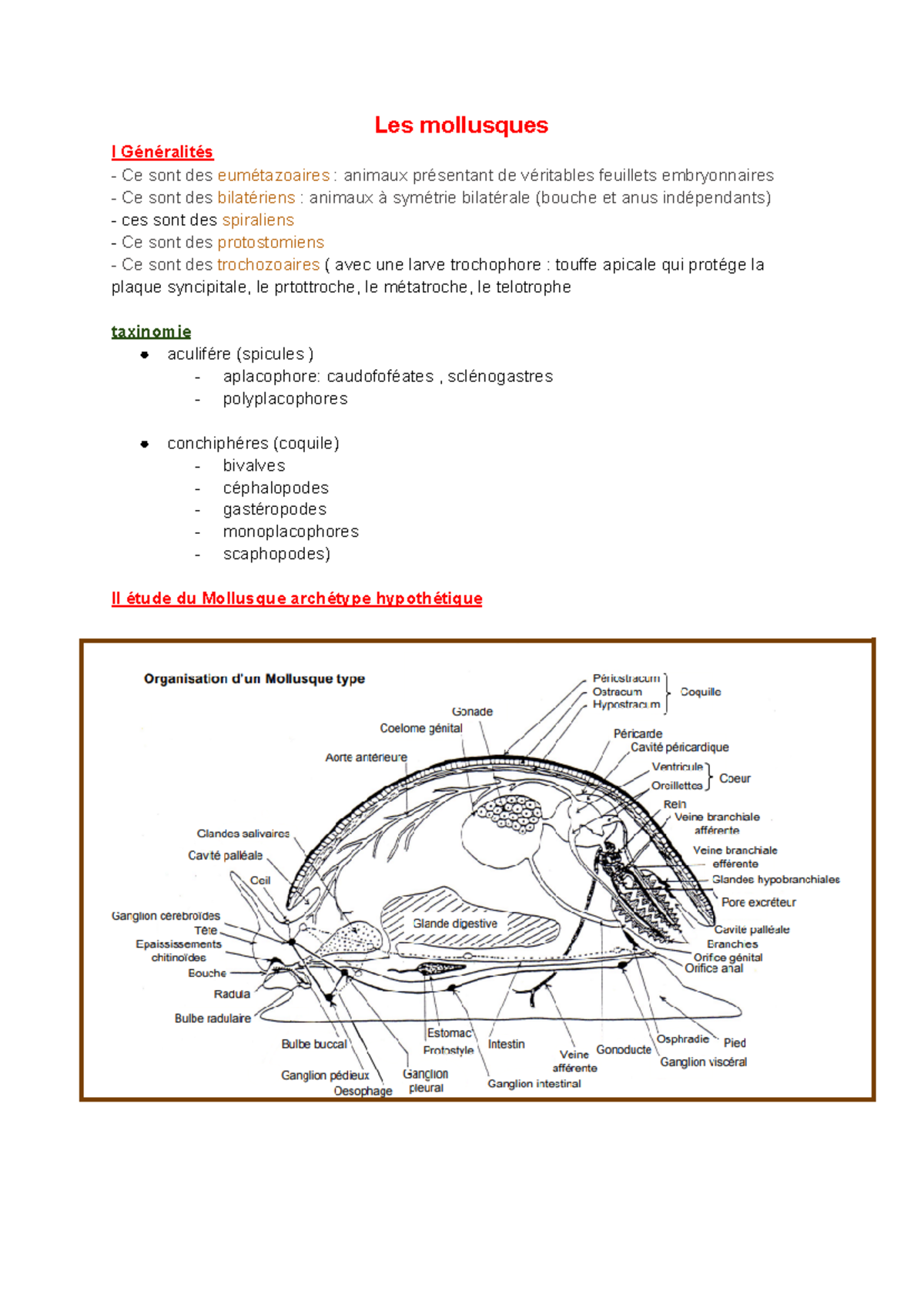 Les mollusques - Morphologie Allure d’un escargot Symétrie bilatérale ...