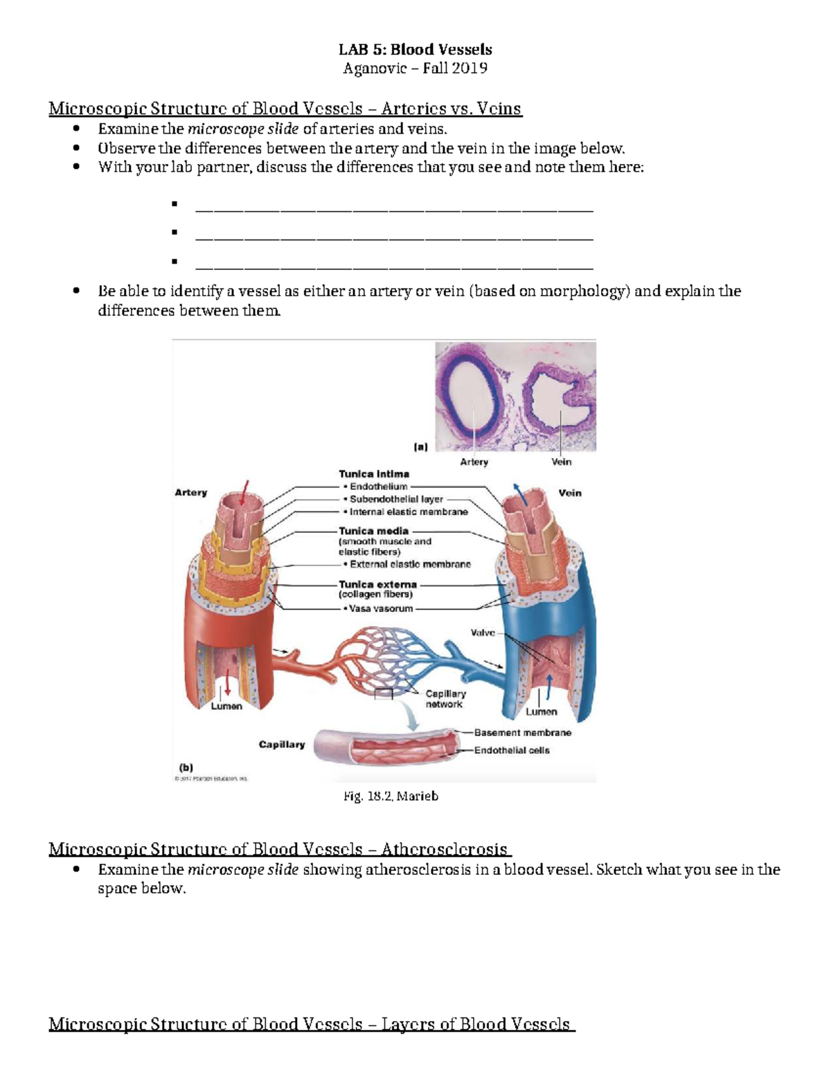Lab 5: Blood Vessels - Anatomy & Functions of Arteries vs. Veins - Studocu