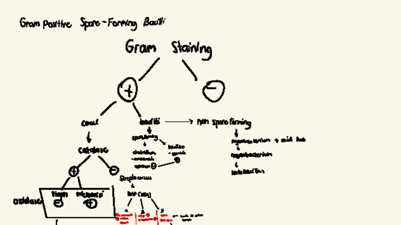 Gram Positive Spore Forming Bacilli Overview - Microbiology 101 - Studocu