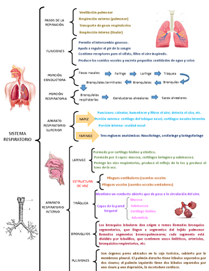 Neumoctos tipo I y tipo II - Neumocitos I y Neumocitos II ¿Qué son? Son ...