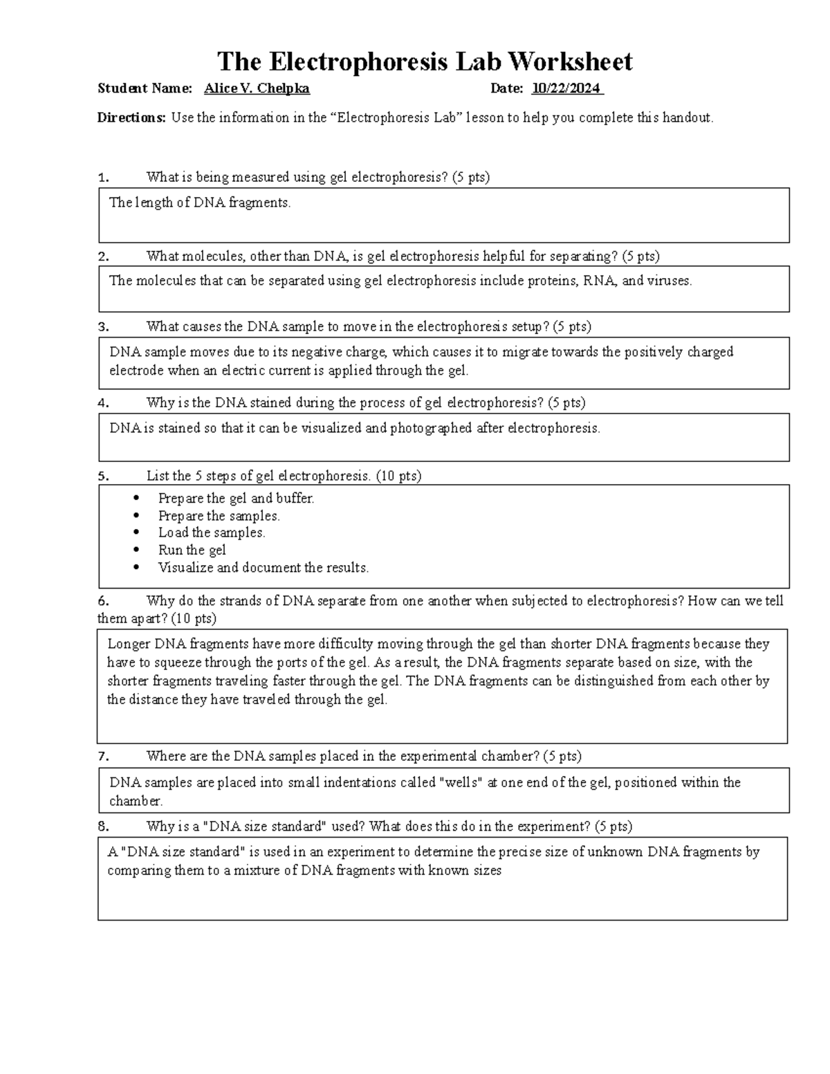 Electrophoresis Lab Worksheet: Student Handout (Rev) for Bio101 - Studocu