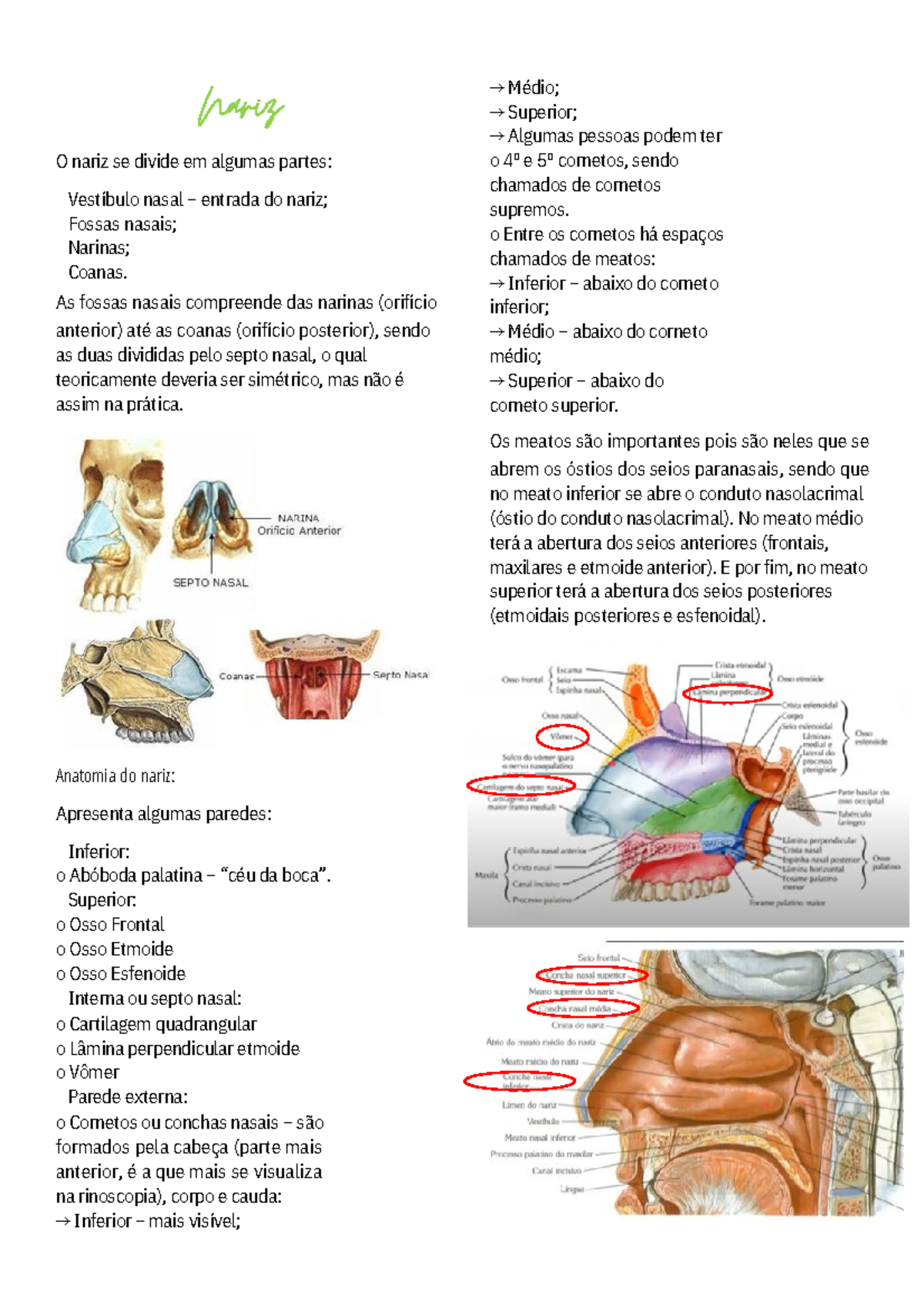 Anatomia e Fisiologia do Nariz e Seios Paranasais: Paredes e Funções ...