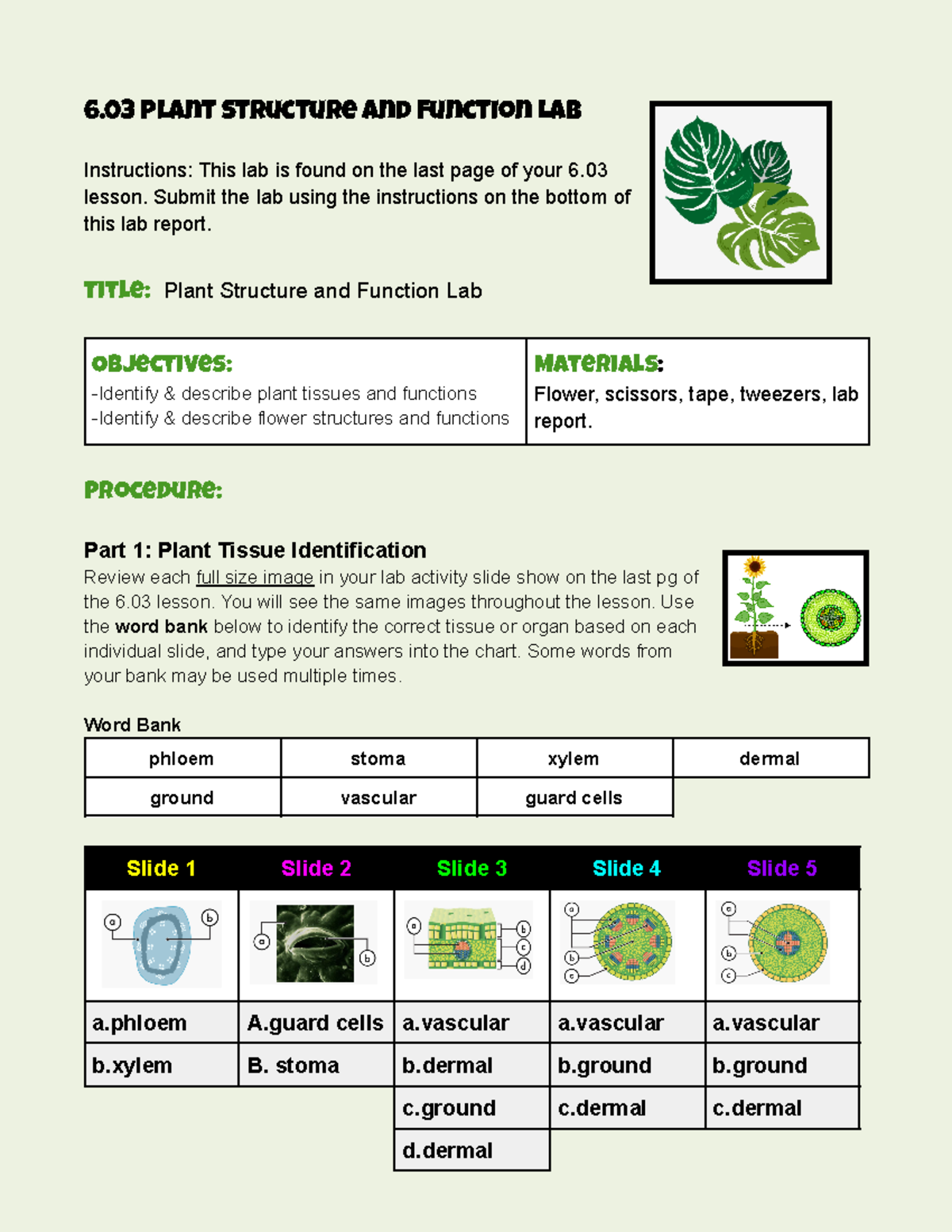6.03 Plant Structure & Function Lab Report: Exploring Plant Tissues ...