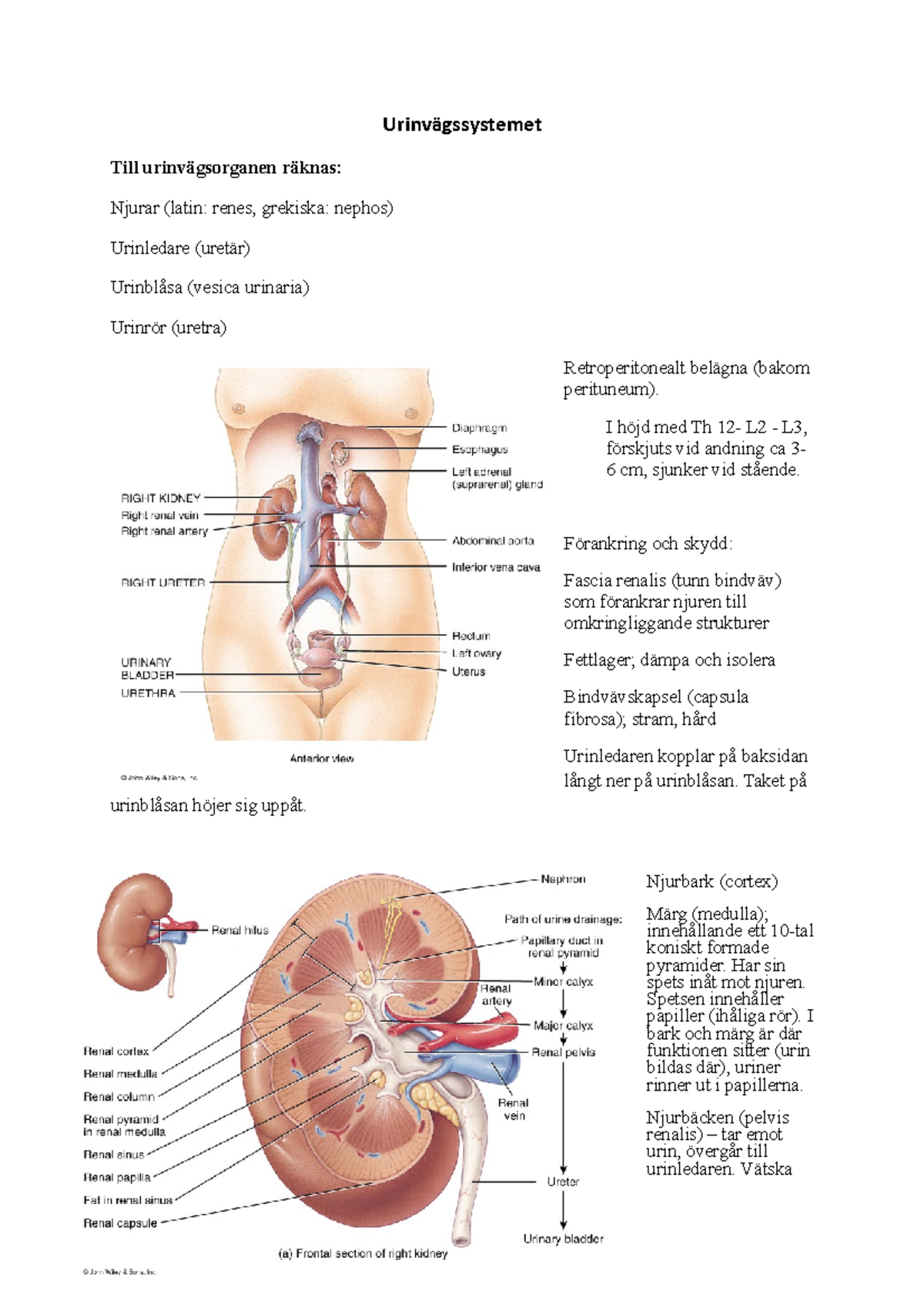 Urinvägssystemet - Urinvägssystemet Till urinvägsorganen räknas: Njurar (latin: renes, grekiska ...