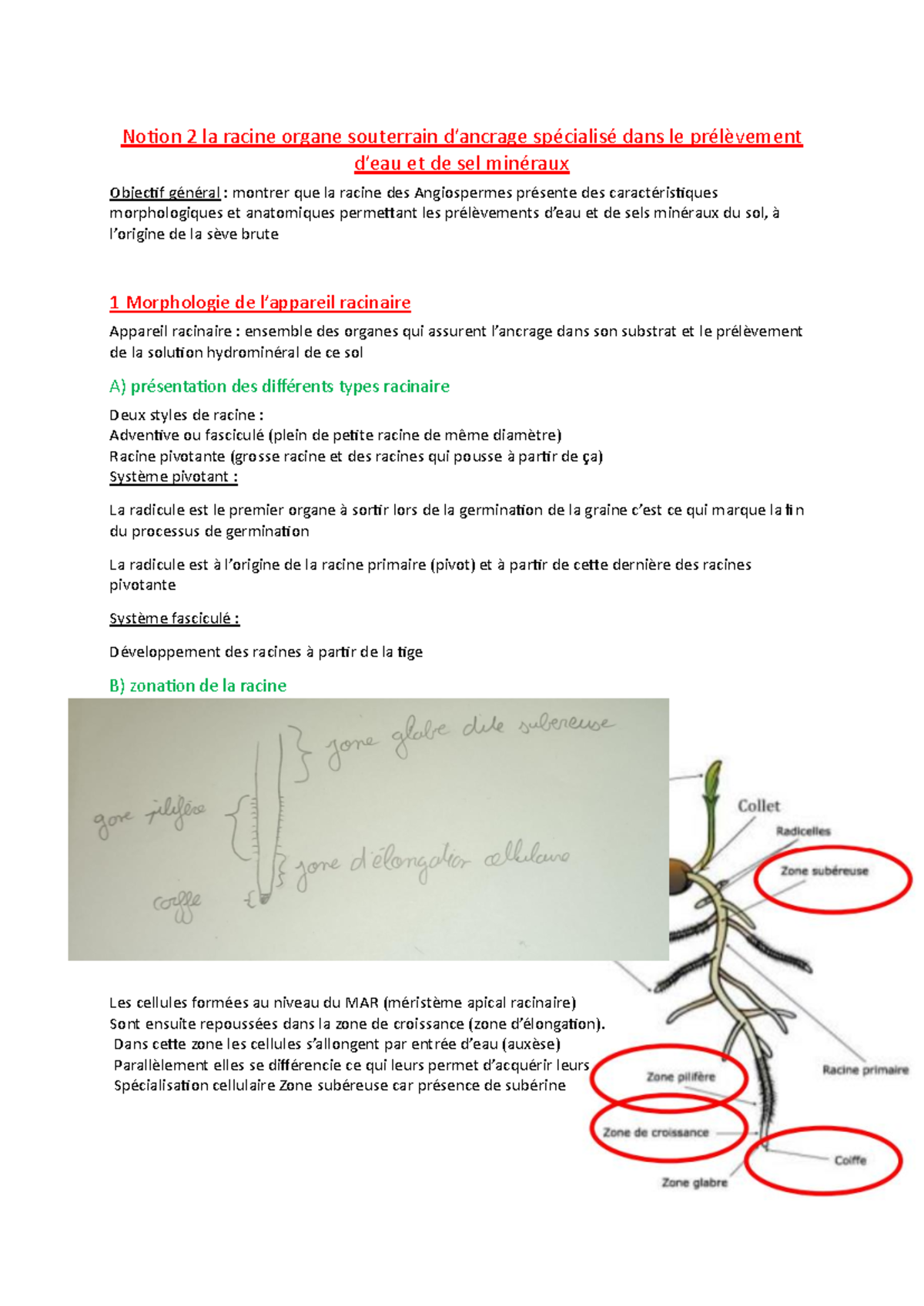 Notion 2 : Morphologie et Anatomie des Racines - Physio - Studocu