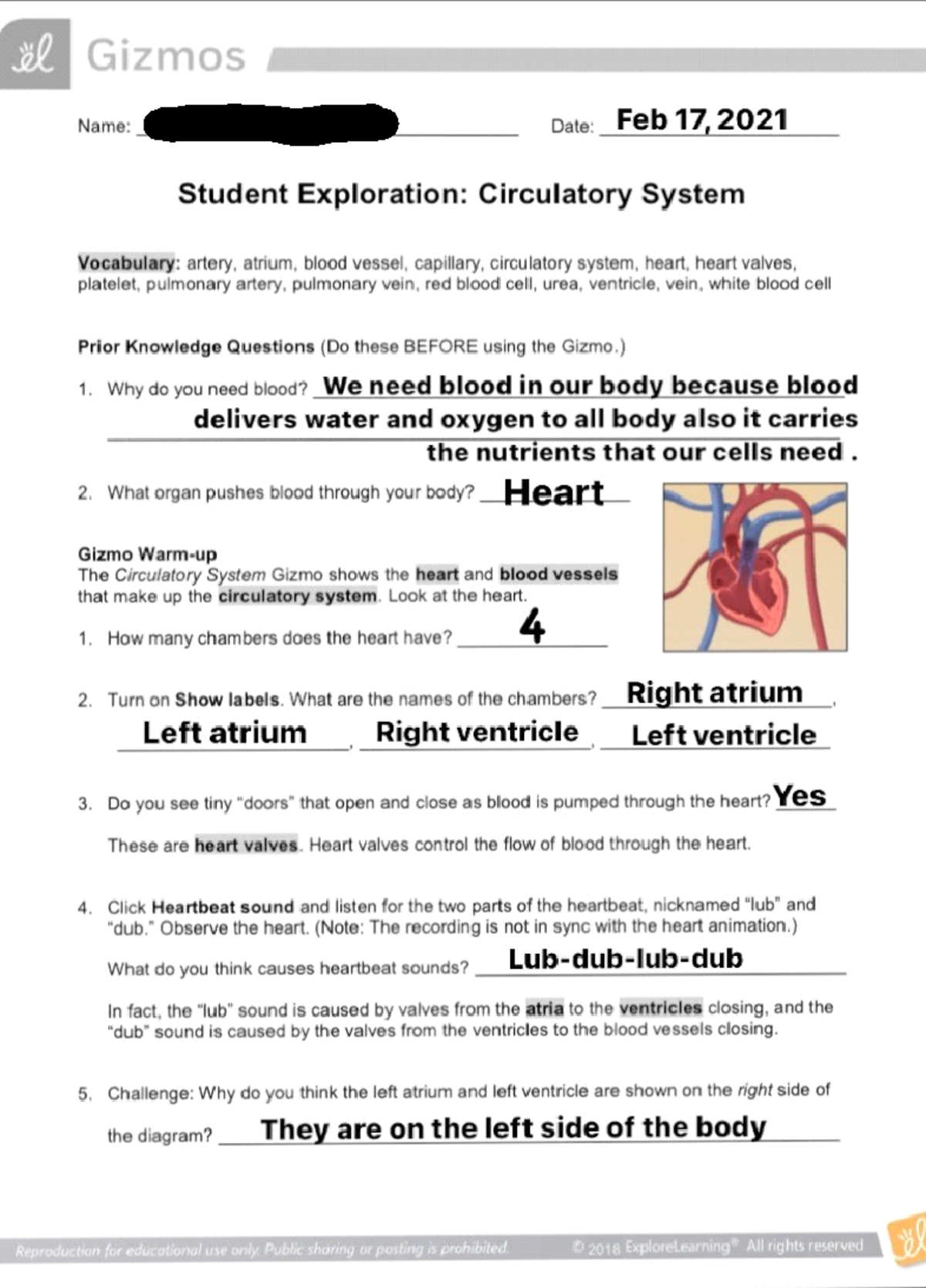 Circulatory System Exploration - Bio 11 - Assignment Notes - Studocu