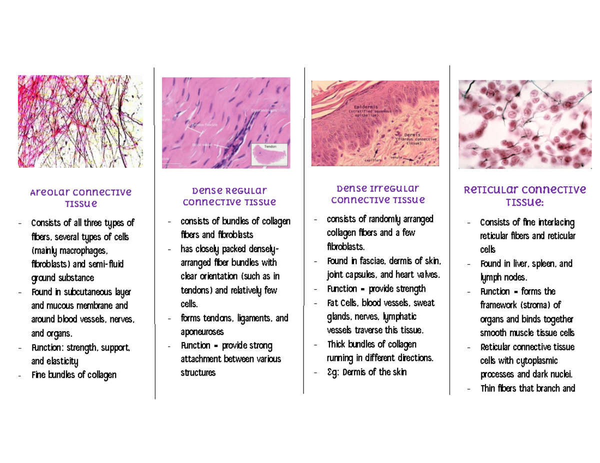Connective Tissues Overview: Types and Functions Explained - Studocu