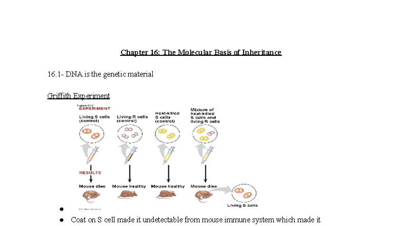 Chapter 16 & 17 Study Guide: Molecular Basis of Inheritance and DNA ...