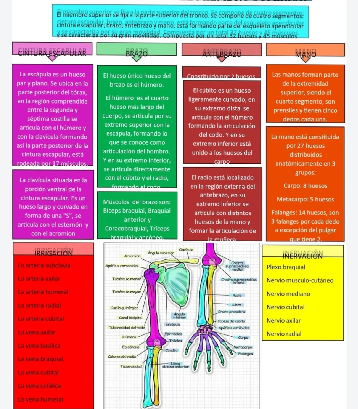 Informe sobre Términos Anatómicos Básicos - UPAP - Studocu
