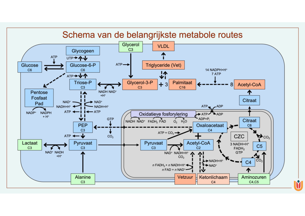 Metabolic Pathway Schema Overview - Routes 1 Analysis - Studeersnel