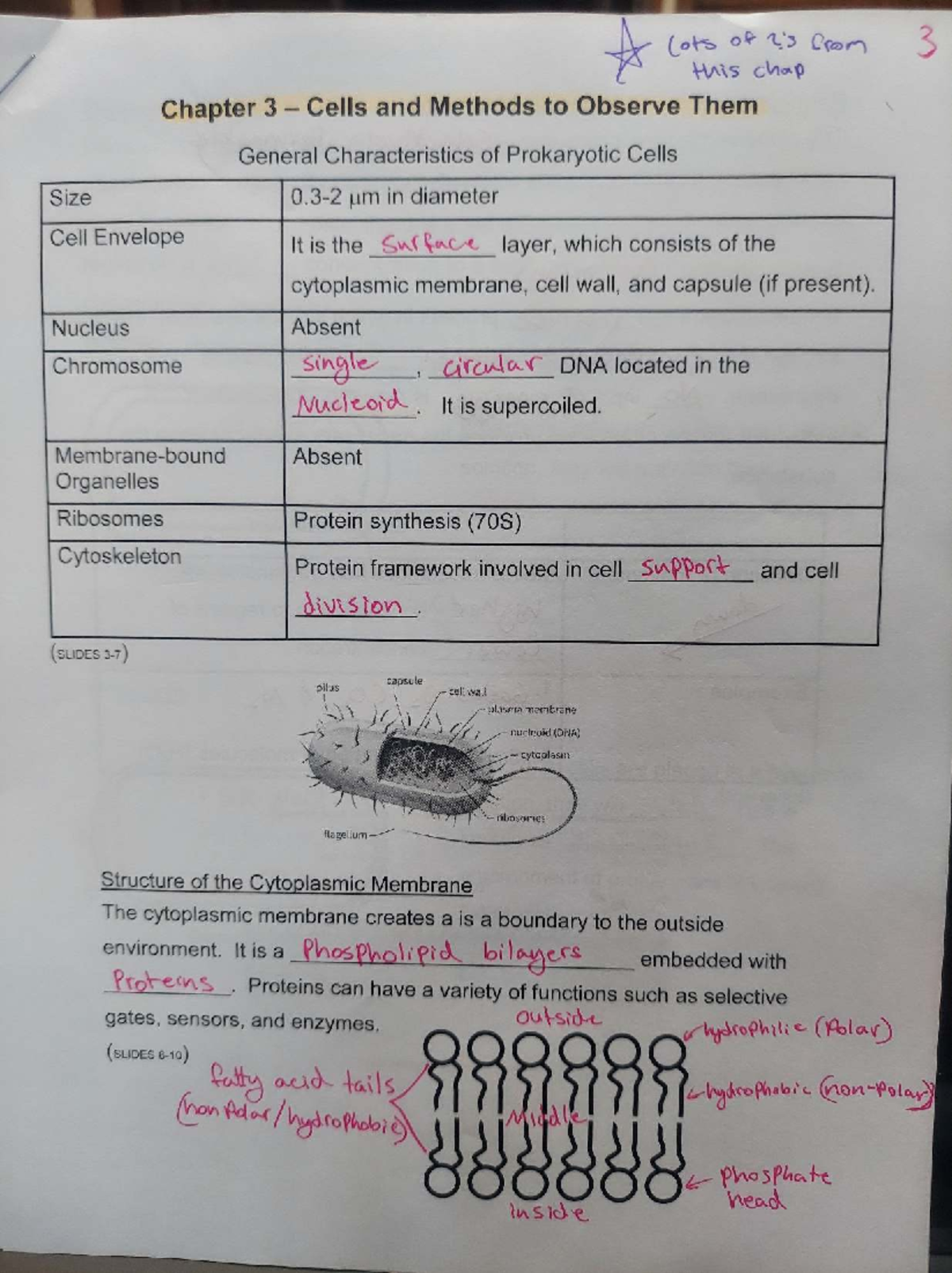 BIO101 Final Exam Study Notes: Chapter 3 - Prokaryotic Cells - Studocu