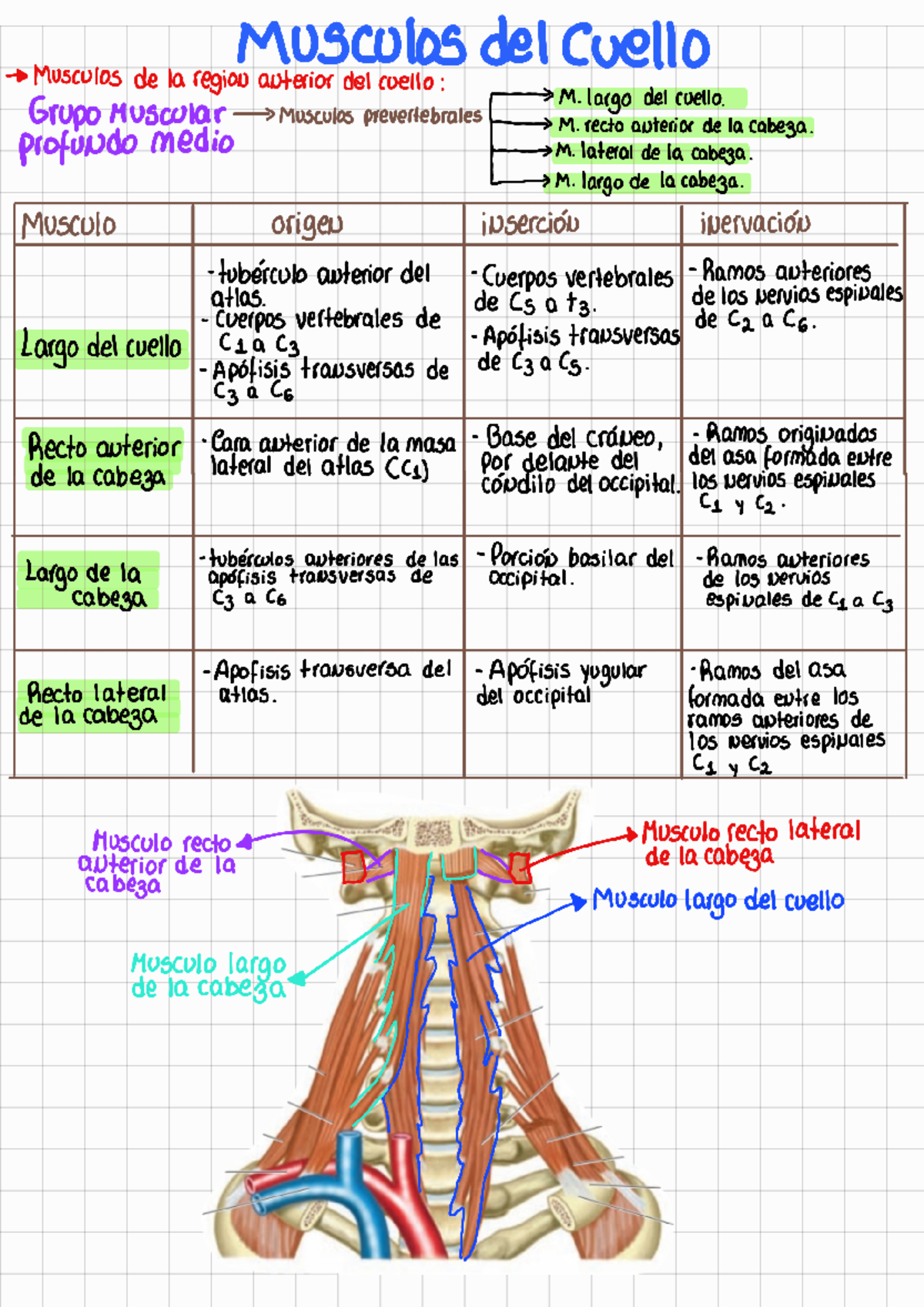 Tp 3: Anatomía de Cuello y Estructuras Esenciales de la Traquea y ...