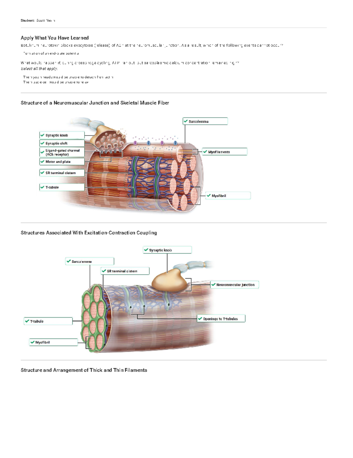 Skeletal Muscle Physiology: NMJ and Contraction Overview (PHYS 101 ...