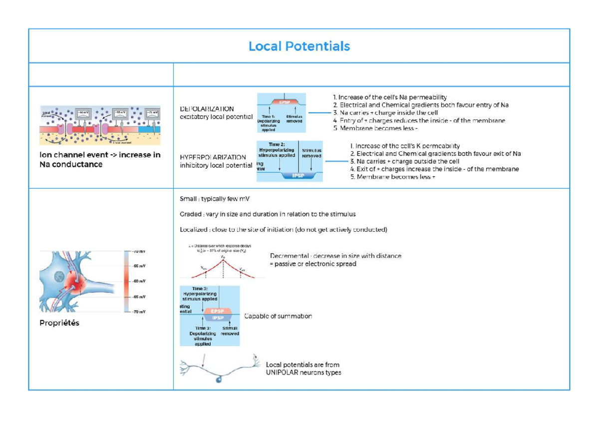 NEUR201 - Local Potentials: EPSP and IPSP Mechanisms Explained - Studocu