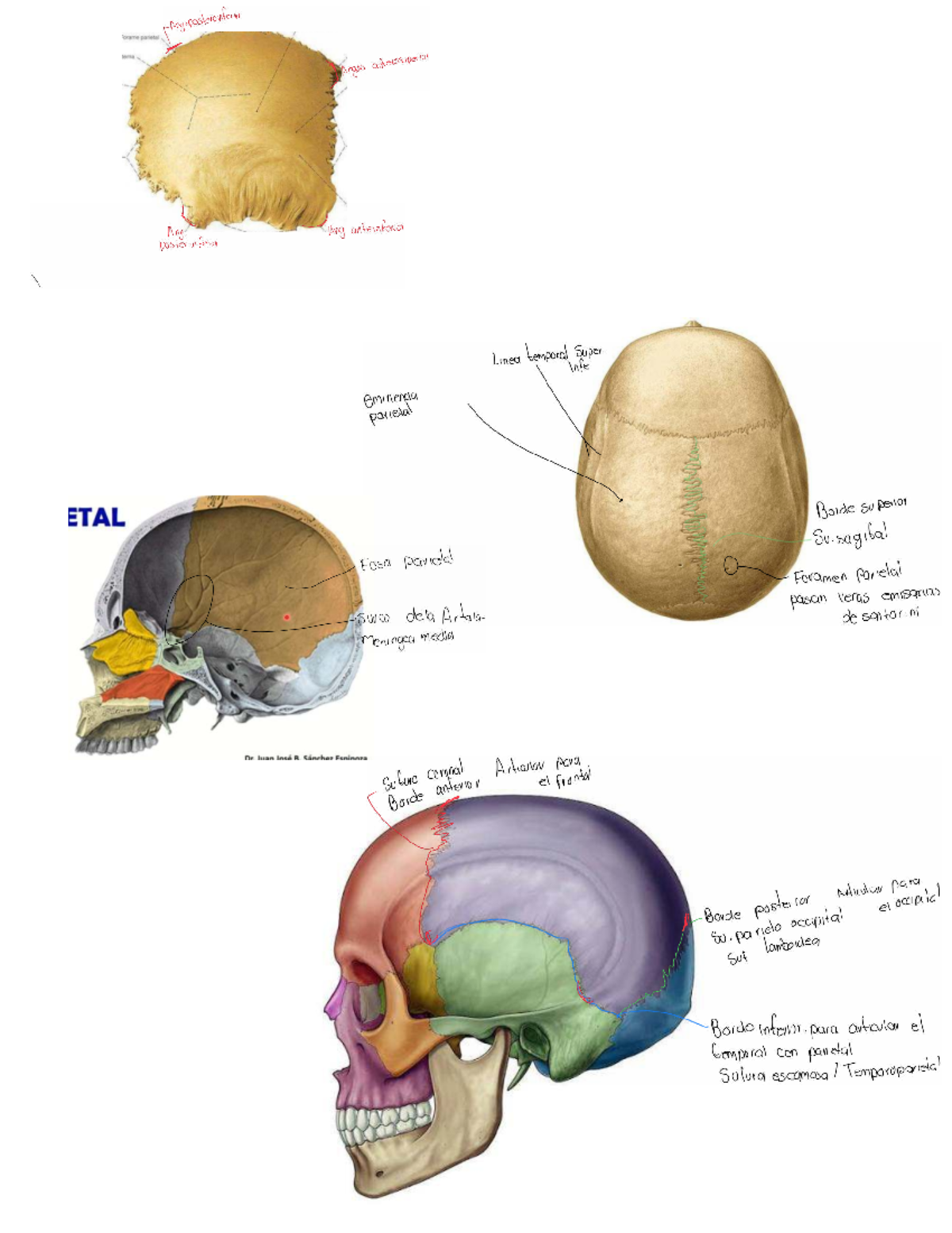 Parietal Hueso: Anatomía y Estructura del Cráneo - Studocu