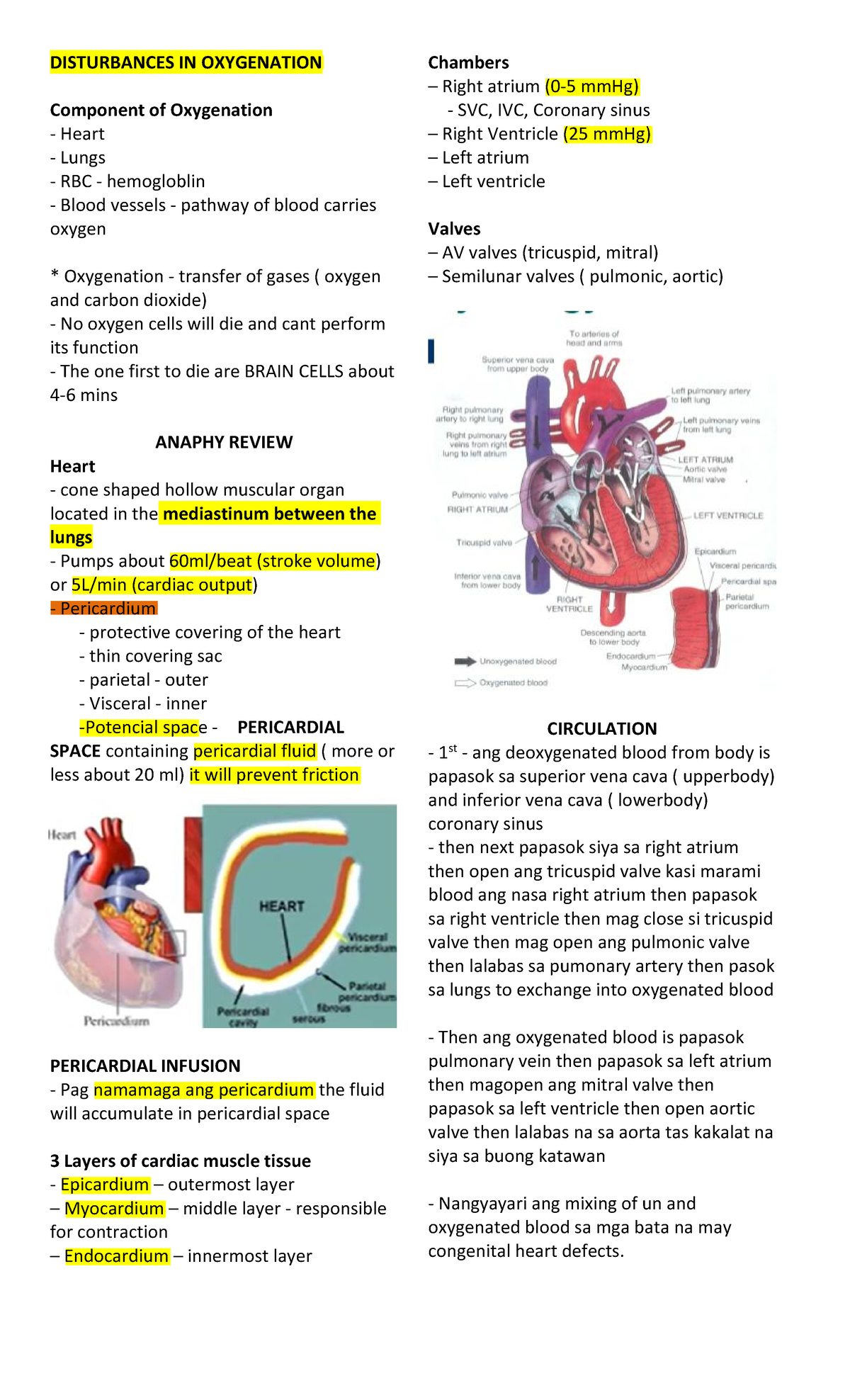 Disturbances in Oxygenation: Key Concepts and Cardiac Functions (ANAPHY) - Studocu